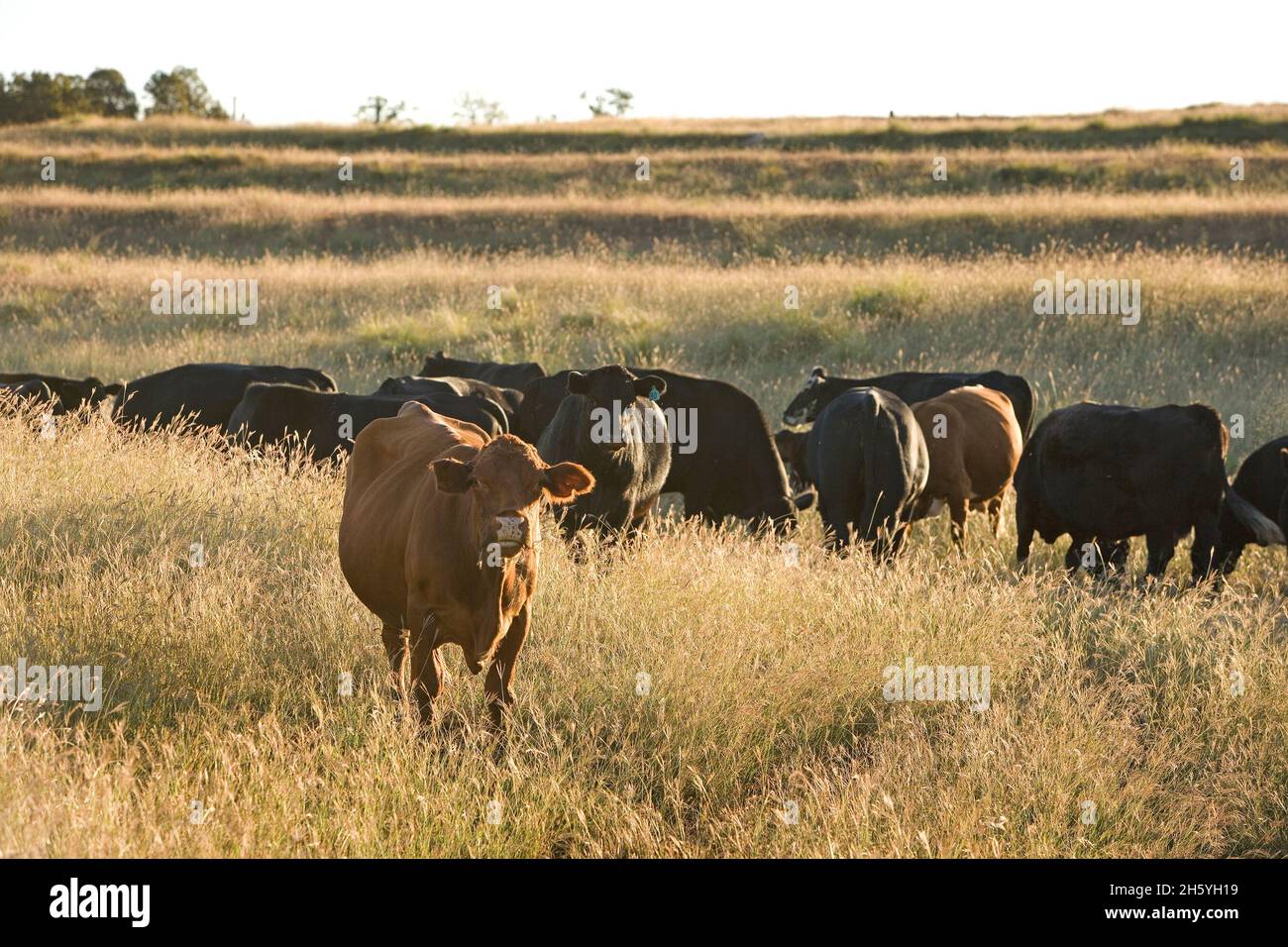 Grazing on farmland that has been terraced & restored to grass ca. 2006 ...
