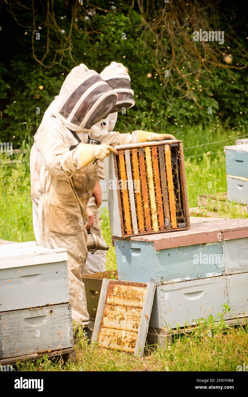 Apiary hives on nature beekeepers hi-res stock photography and images ...