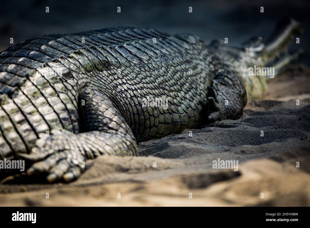 November 2017. Gharial Conservation Breeding Center. Kasara, Chitwan National Park, Nepal Stock ...
