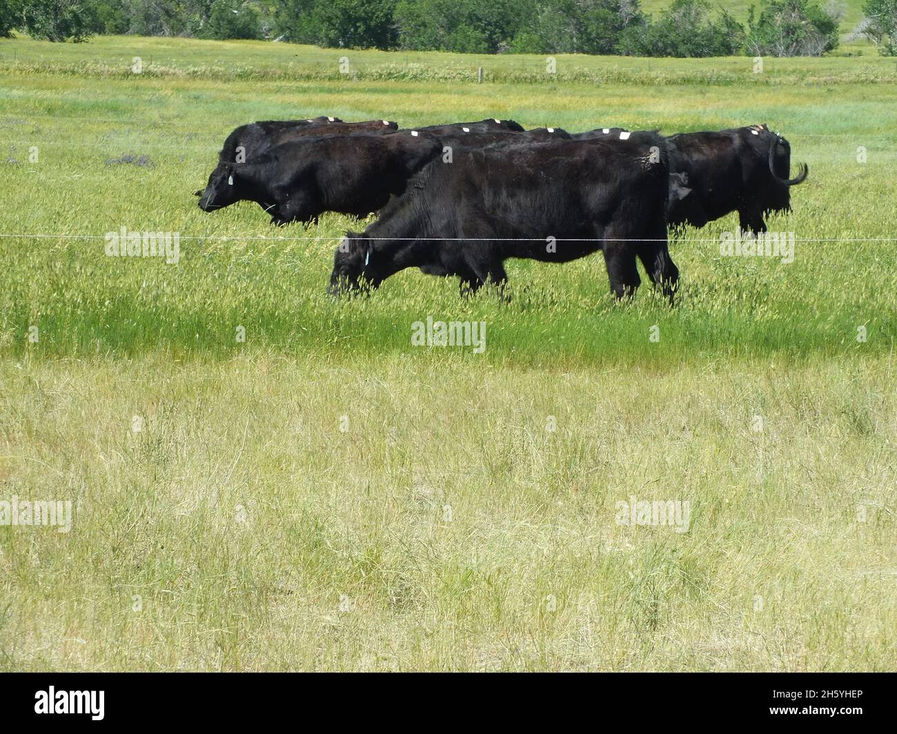 Cow facing left hi-res stock photography and images - Alamy