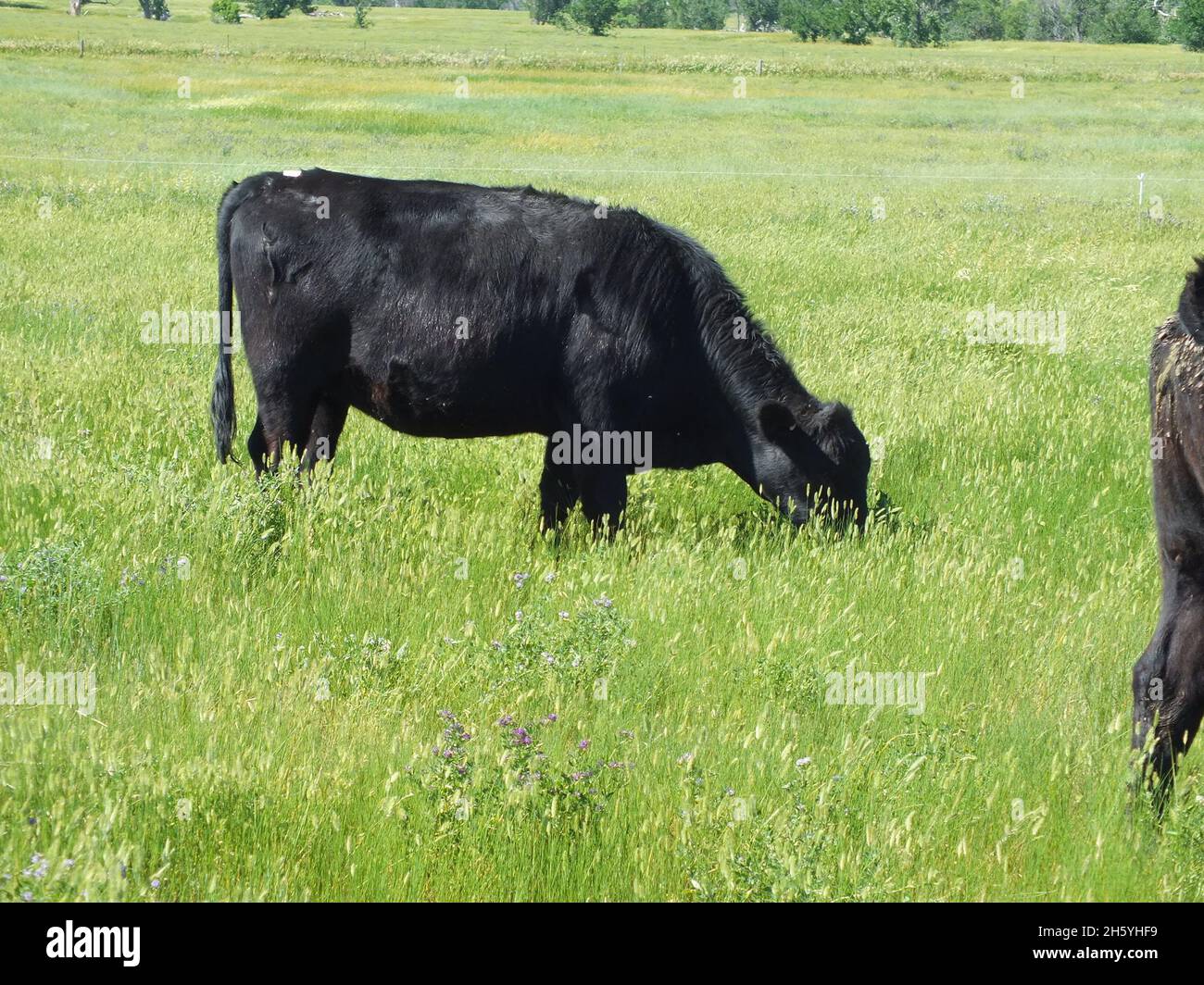 Black angus cow grazing in a pasture, facing right Stock Photo - Alamy