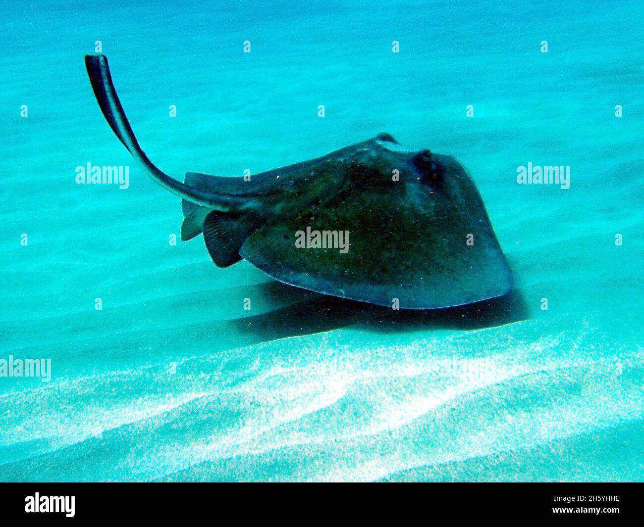 Southern Stingray (Dasyatis americana Stock Photo - Alamy