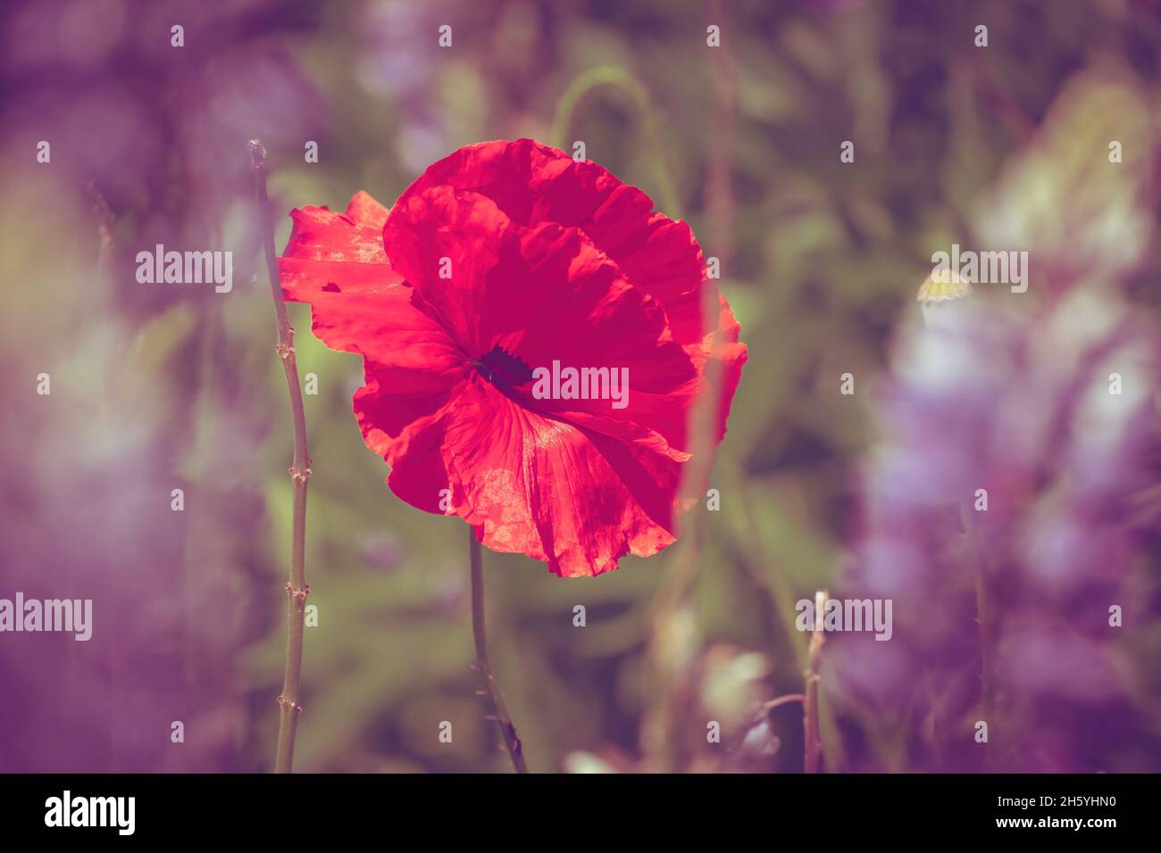 Wild poppy flower on blurred background of purple and white lupine ...