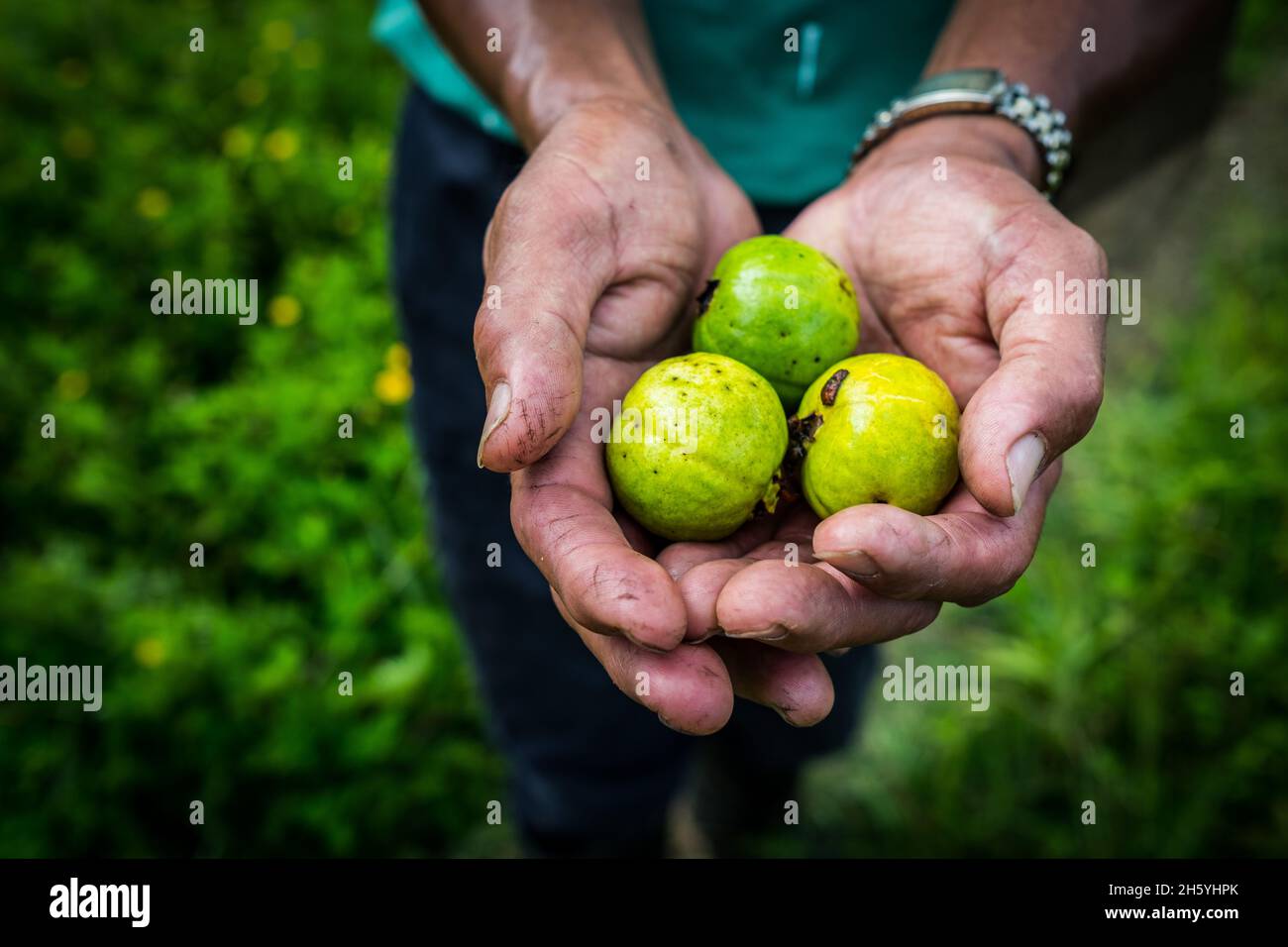 July 2017. A farm worker with the Kalahan Educational Foundation (KEF ...