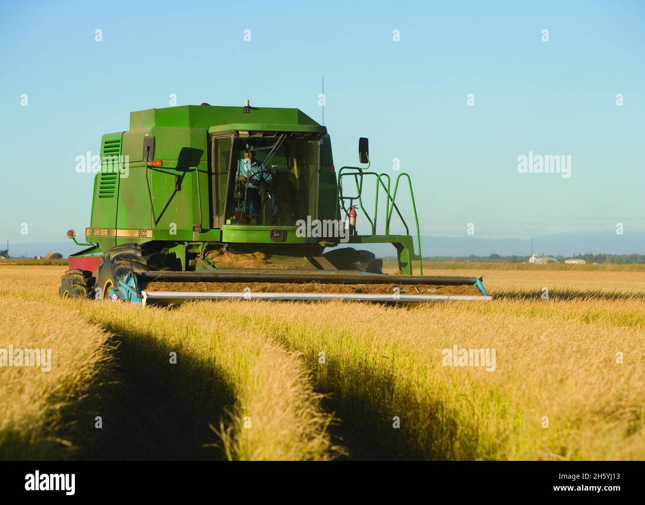 Rice harvesting in the Sacramento Valley of Califonia ca. 2011 or ...