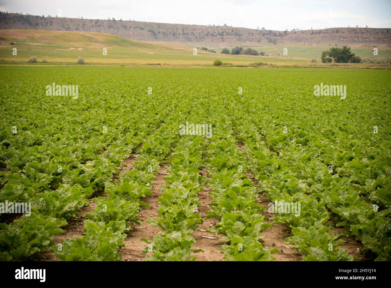 Single Crop And Multi Crop Farming
