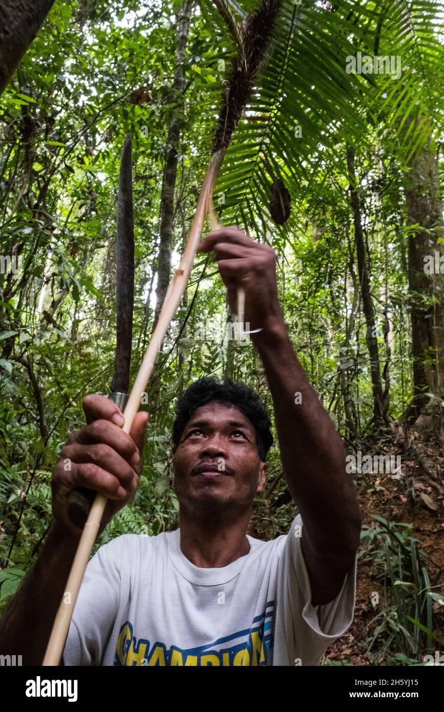 Harvesting ratan hi-res stock photography and images - Alamy