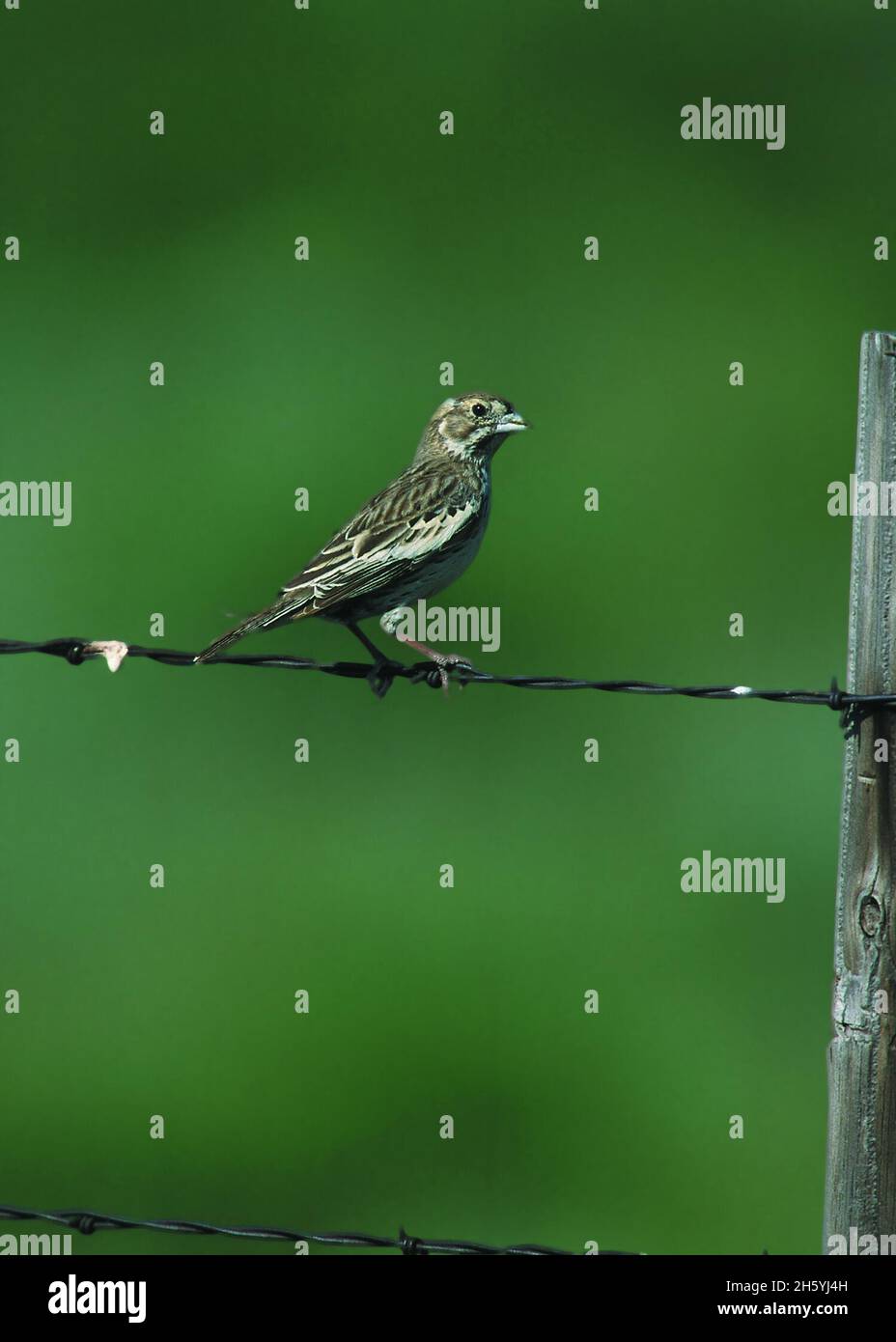 Female lark bunting hi-res stock photography and images - Alamy