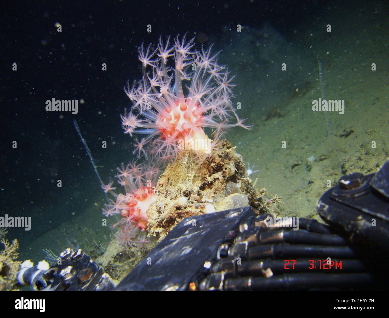 Deep sea coral. Anthomastus coral with polyps extented Stock Photo - Alamy