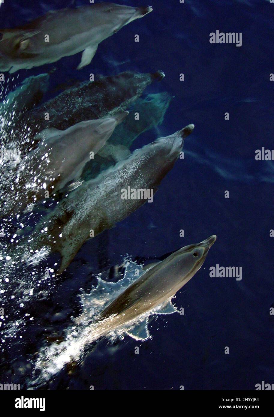 Atlantic spotted dolphin - Stenella frontalis Stock Photo - Alamy
