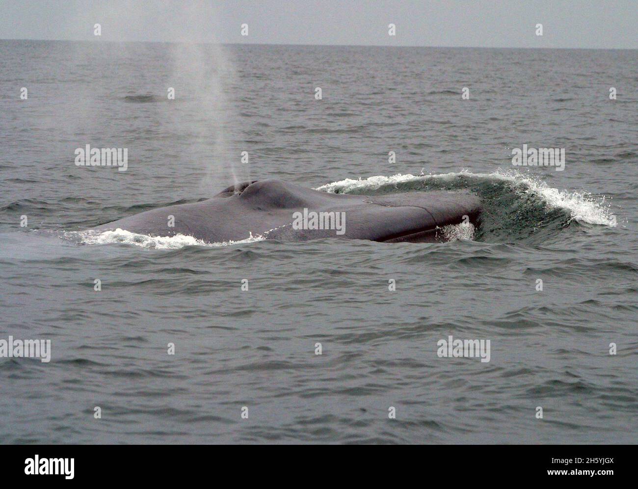 Blue whale (Balaenoptera musculus) blowing Stock Photo - Alamy