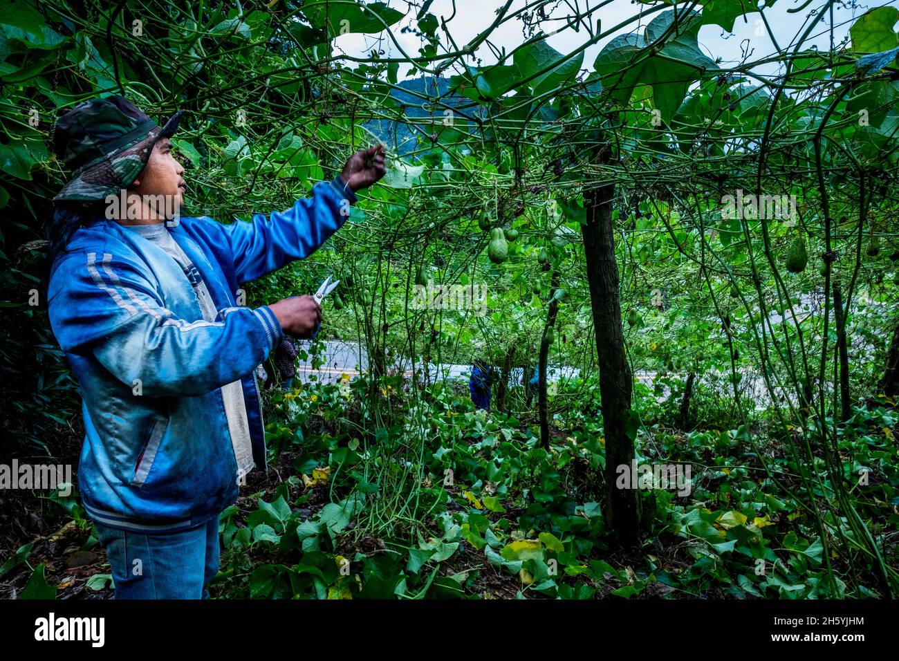 July 2017. Sayote, locally known as "Green Gold", is an increasingly ...