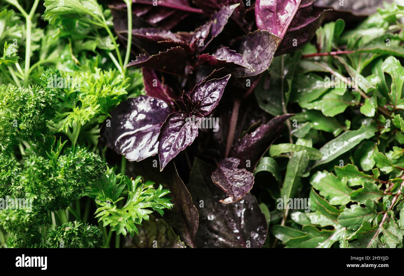 Background from purple basil, arugula, curly parsley. Fresh organic ...