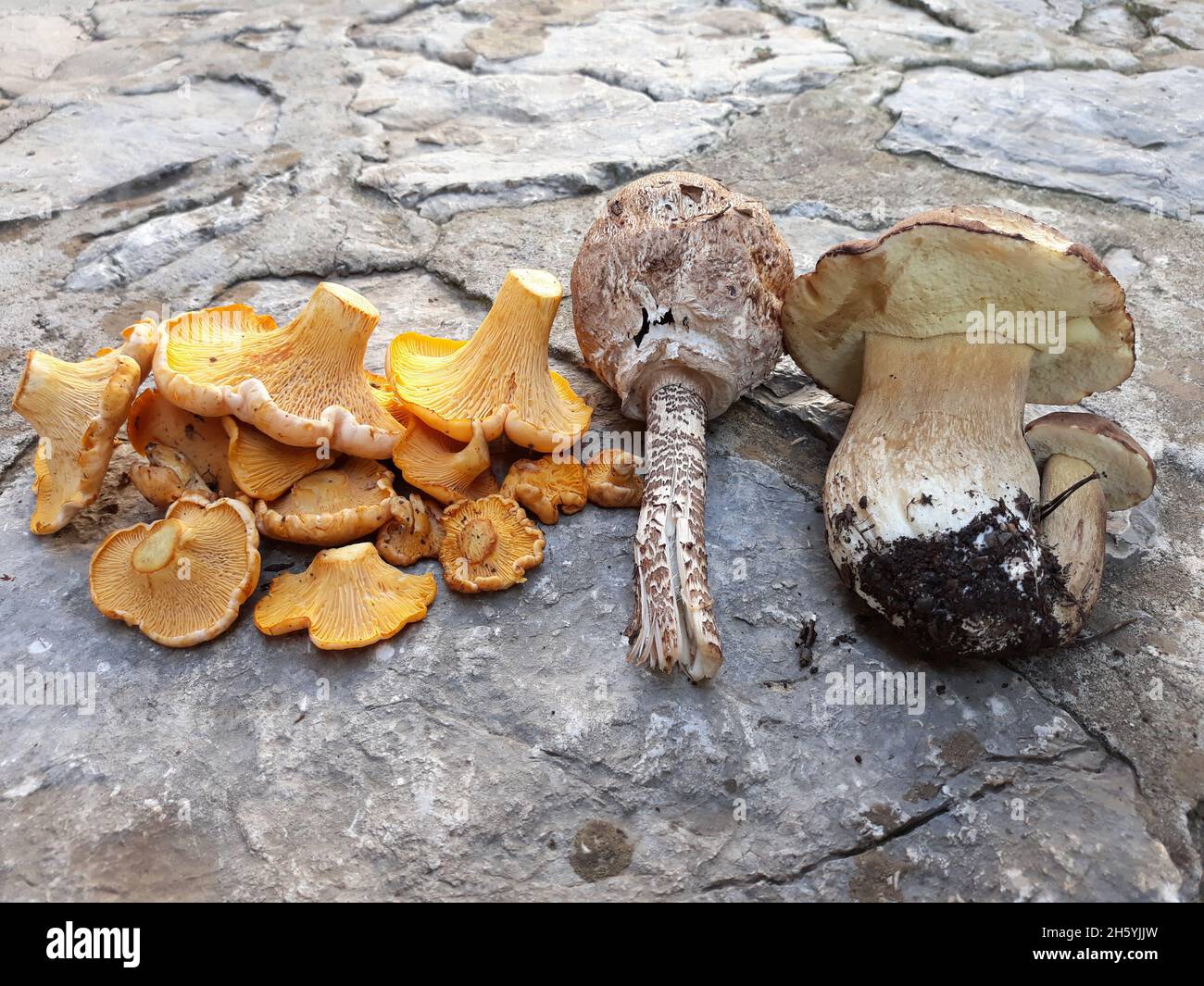 Group of wild mushrooms on rock Stock Photo - Alamy