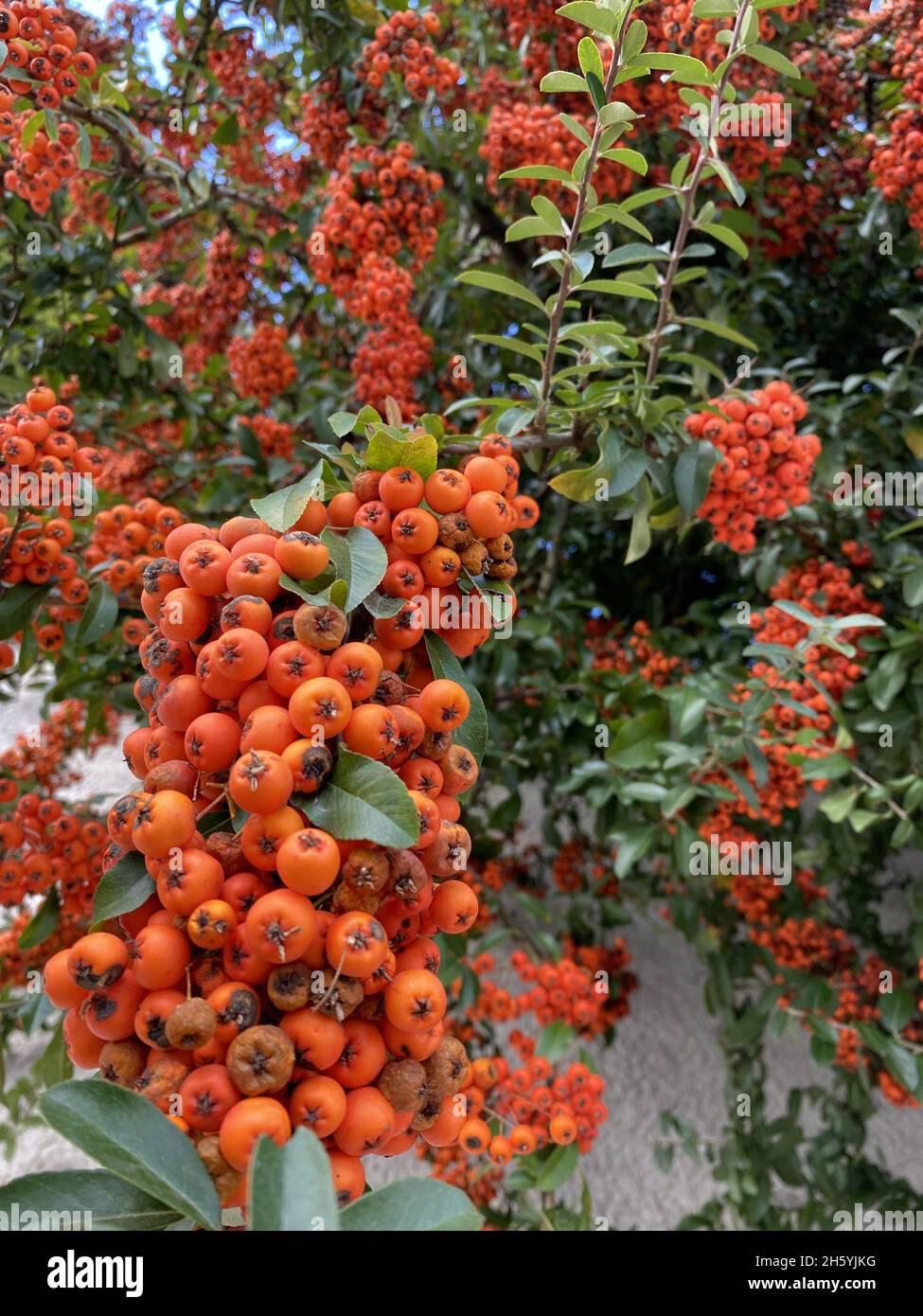 Orange berries of firethorn (pyracantha Stock Photo - Alamy