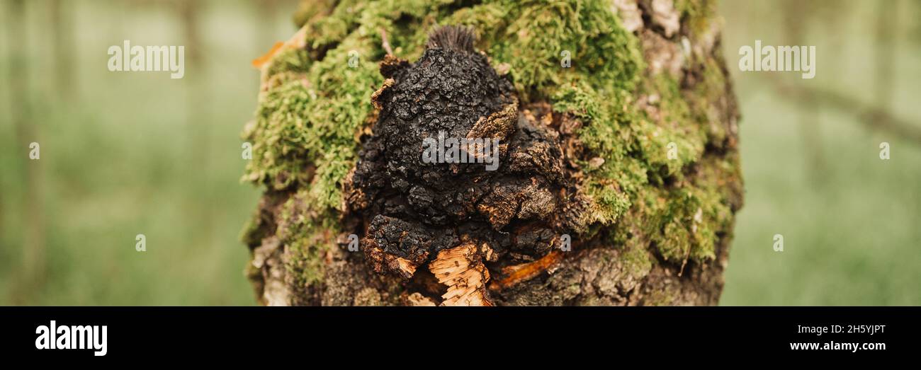 chaga mushroom growing on the birch tree trunk on summer forest. wild ...