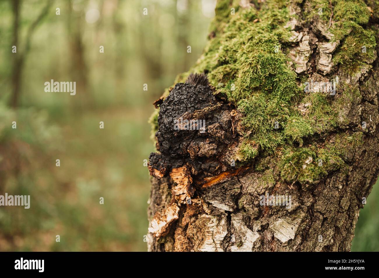 chaga mushroom growing on the birch tree trunk on summer forest. wild ...