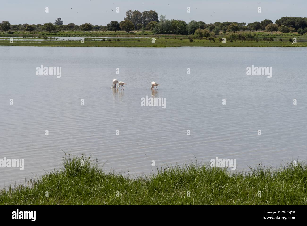 Landscape of swamp lake with fish hunting birds and trees on the ...