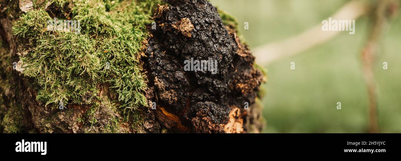 chaga mushroom growing on the birch tree trunk on summer forest. wild ...
