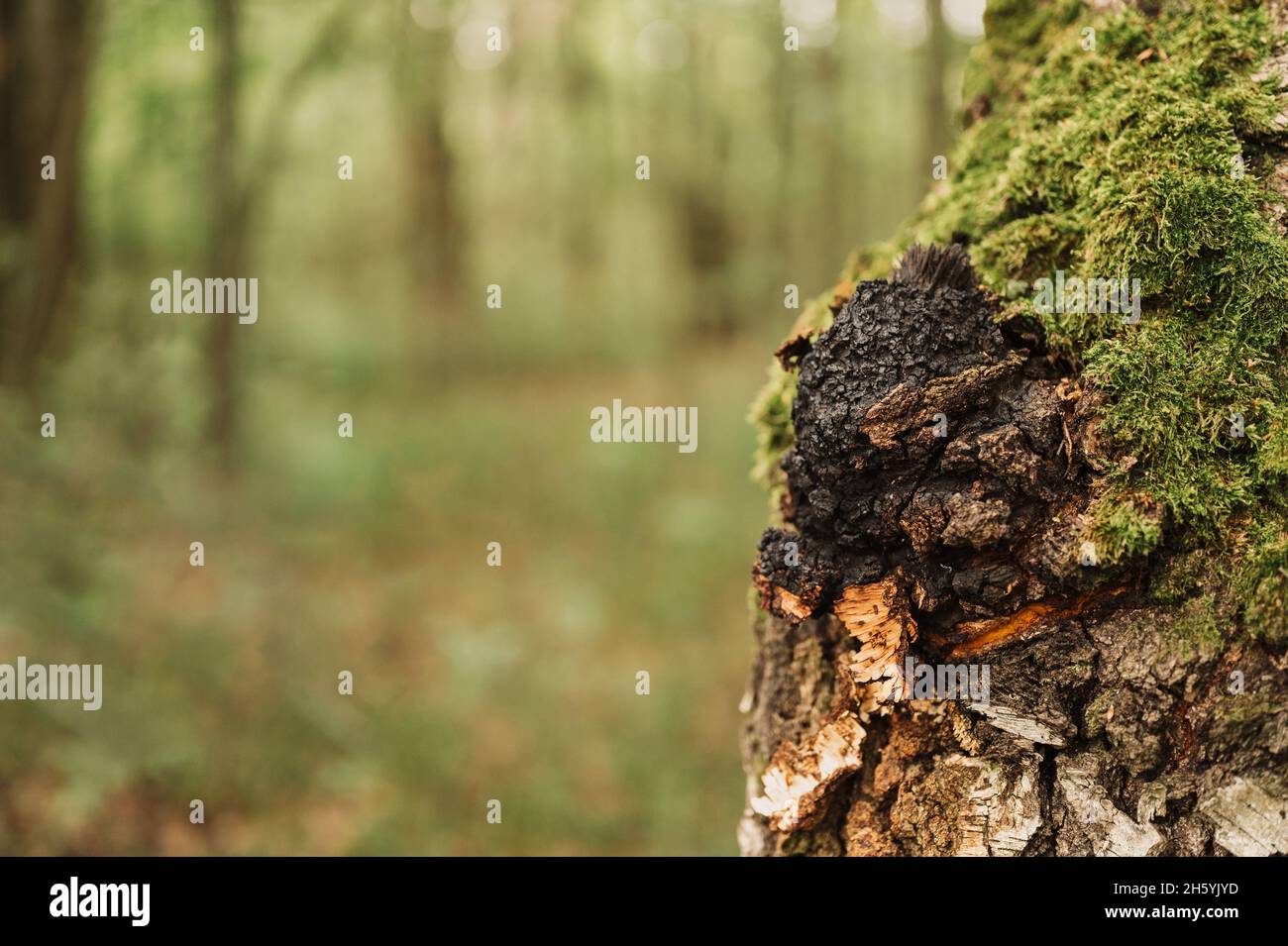 chaga mushroom growing on the birch tree trunk on summer forest. wild ...