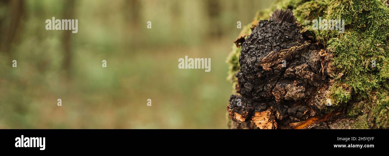 chaga mushroom growing on the birch tree trunk on summer forest. wild ...