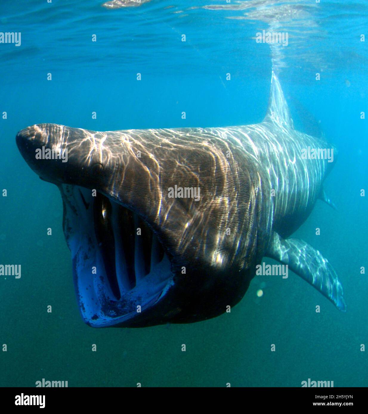 Basking shark cetorhinus maximus hi-res stock photography and images ...