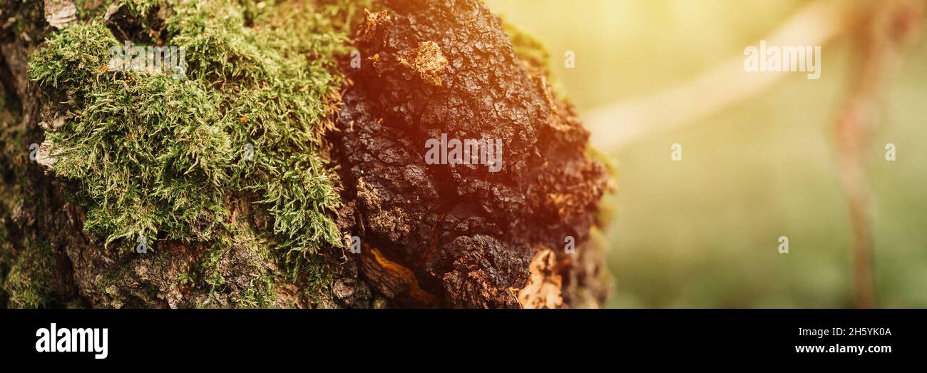 chaga mushroom growing on the birch tree trunk on summer forest. wild ...