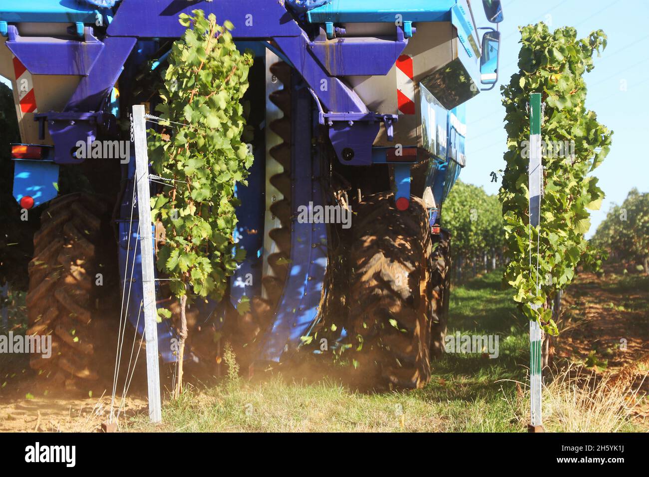 Vintage or grape harvest with harvester Stock Photo - Alamy
