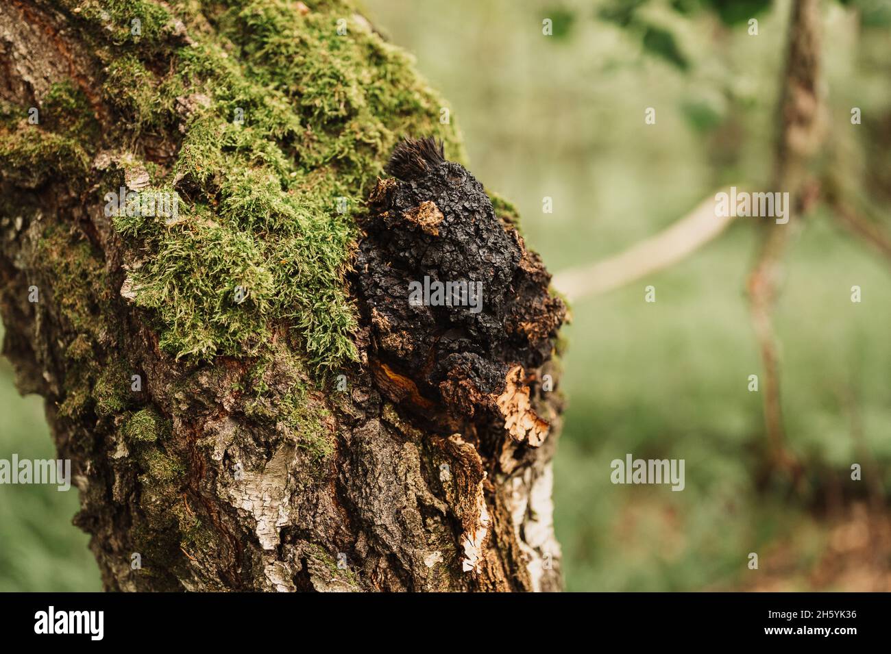 chaga mushroom growing on the birch tree trunk on summer forest. wild ...