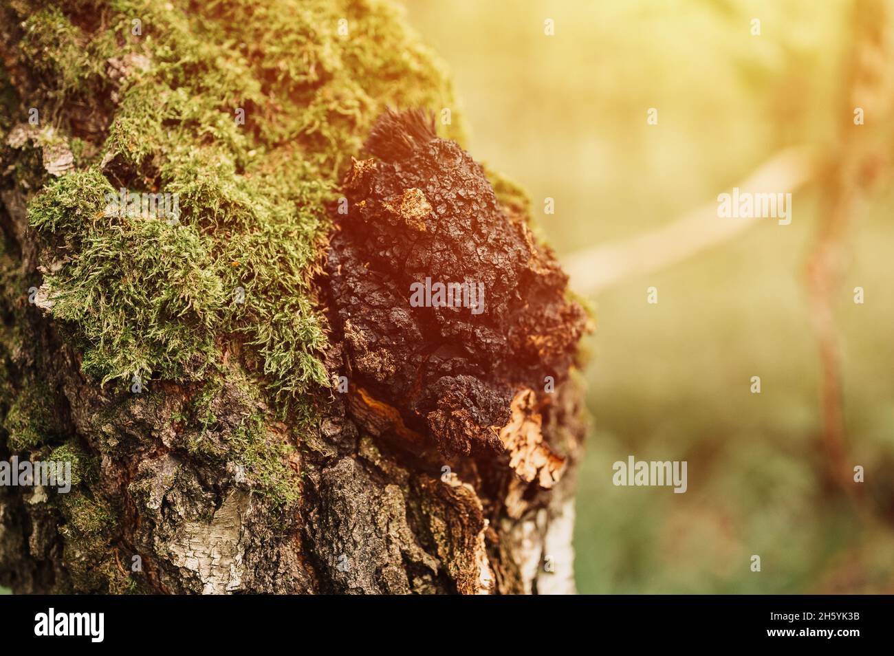 chaga mushroom growing on the birch tree trunk on summer forest. wild ...