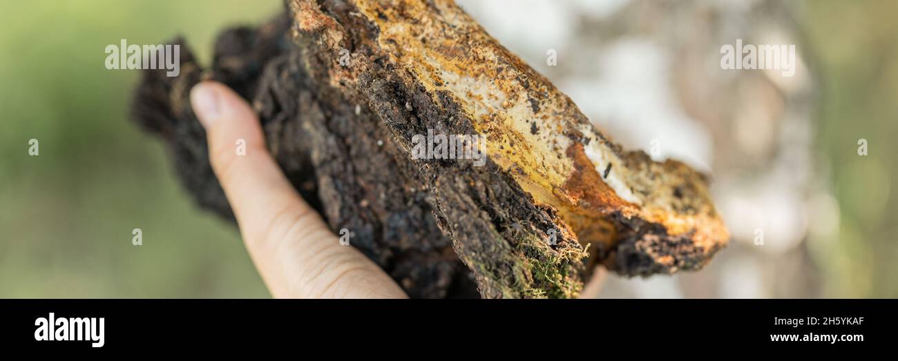 woman survivalists and gatherer with hands gathering and foraging chaga ...
