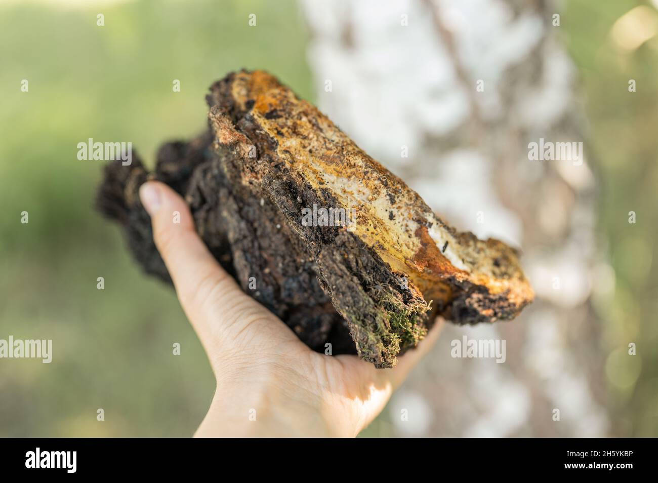 woman survivalists and gatherer with hands gathering and foraging chaga ...