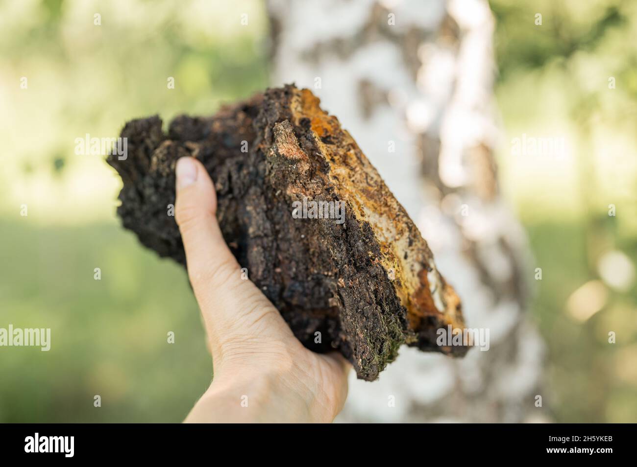 woman survivalists and gatherer with hands gathering and foraging chaga ...