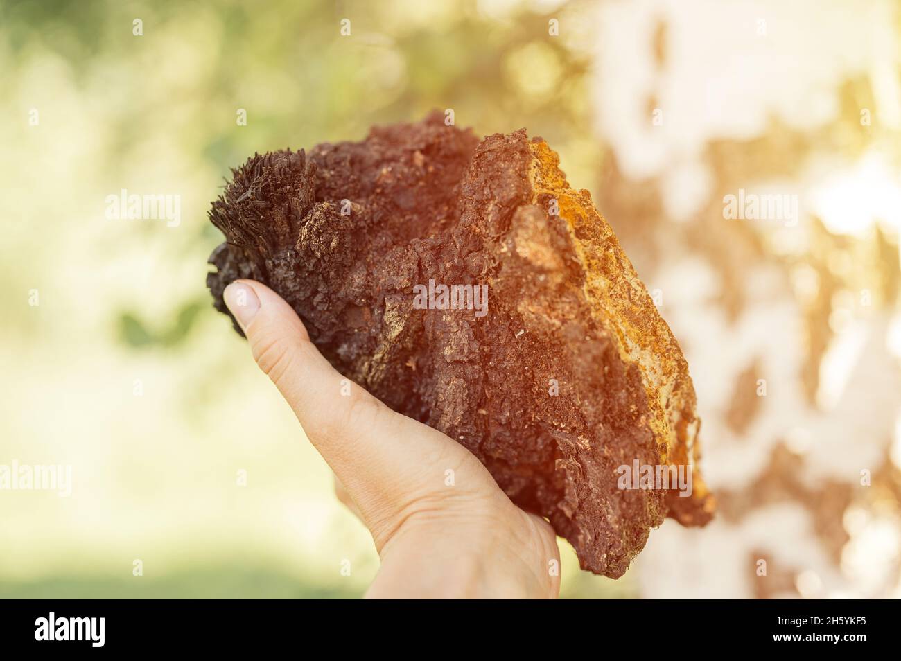 woman survivalists and gatherer with hands gathering and foraging chaga ...