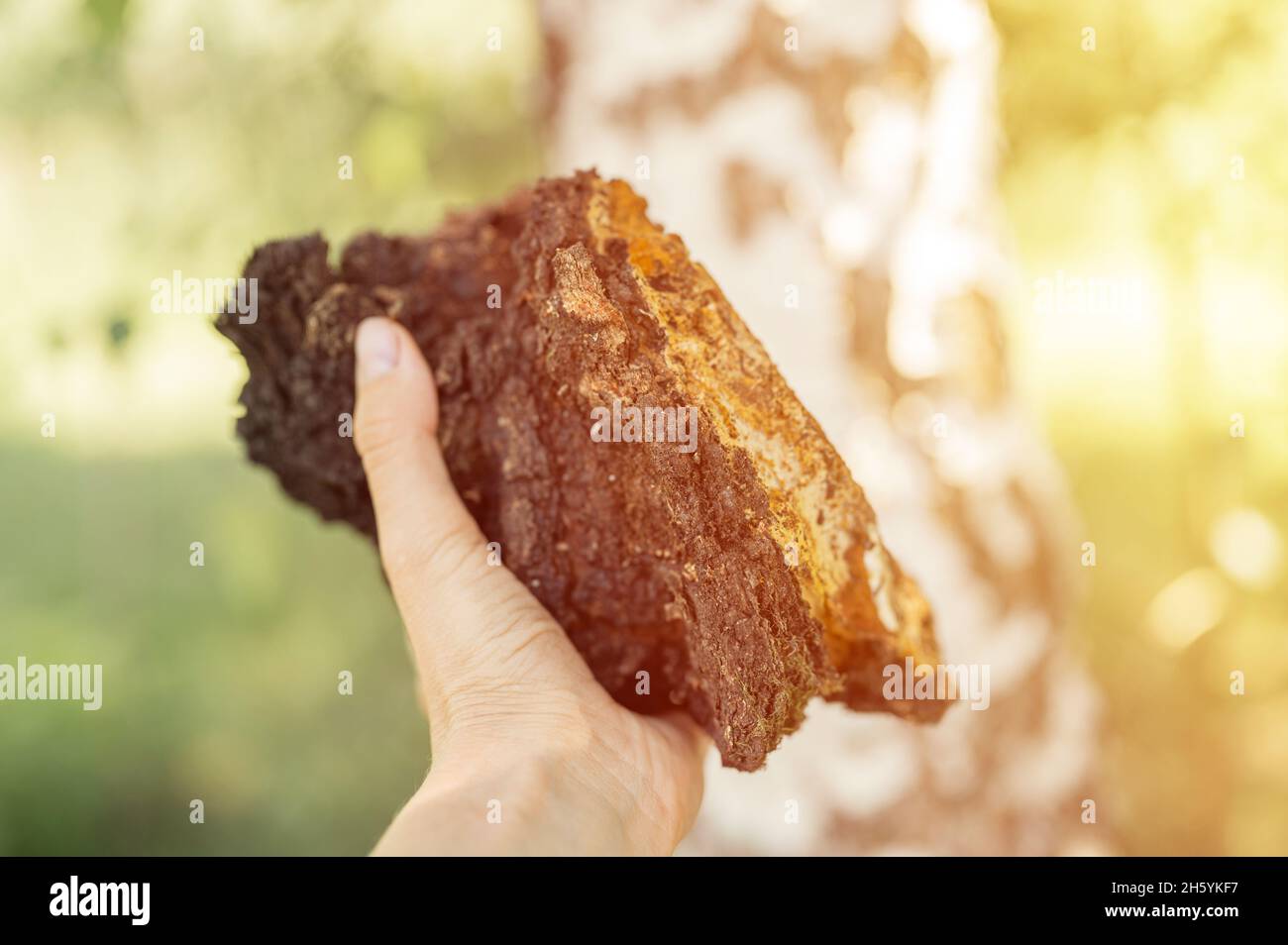 woman survivalists and gatherer with hands gathering and foraging chaga ...