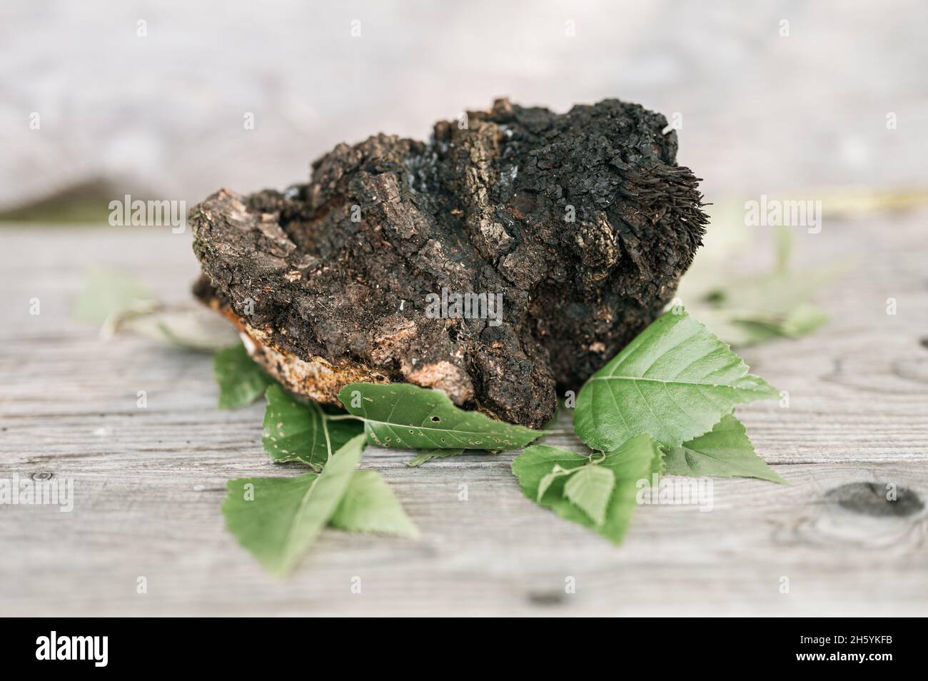 gathered or foraged chaga mushroom wild birch tree parasitic fungus or ...