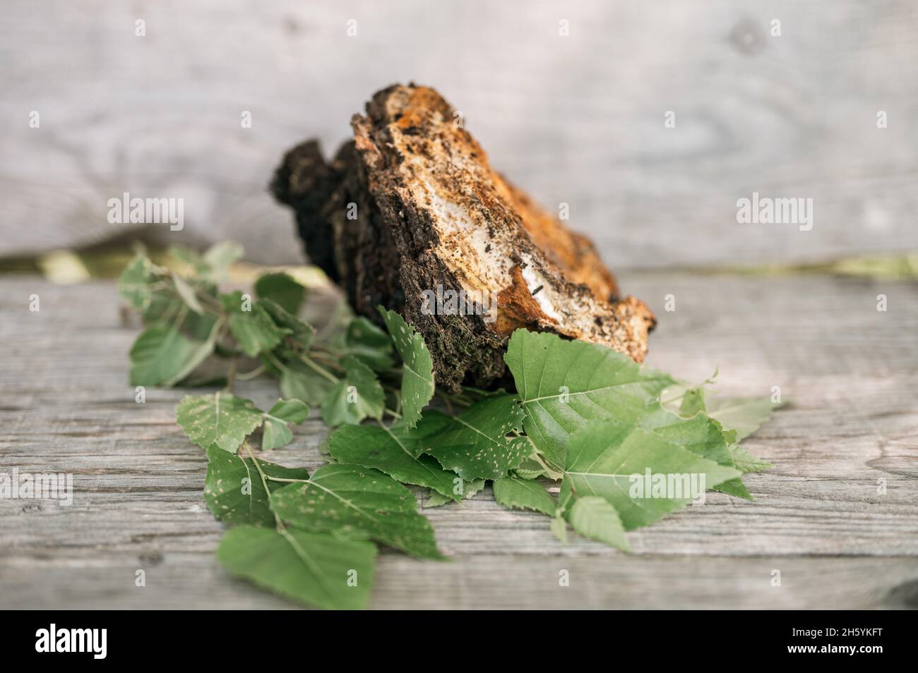 gathered or foraged chaga mushroom wild birch tree parasitic fungus or ...