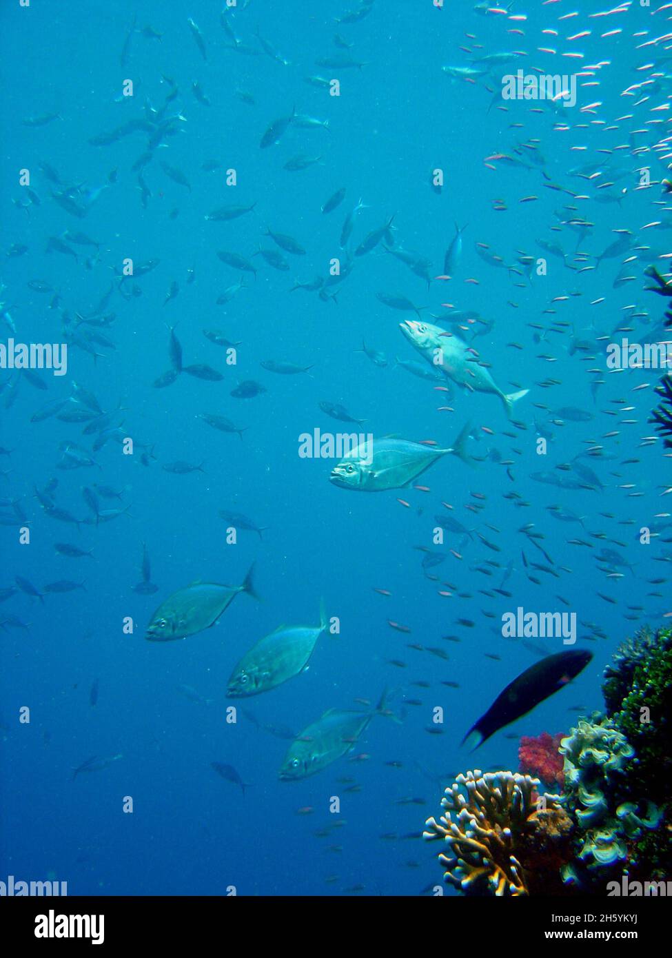 Five barcheek trevally hi-res stock photography and images - Alamy