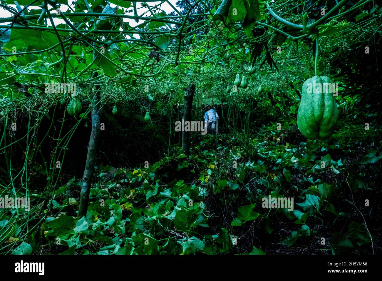 July 2017. Sayote, locally known as "Green Gold", is an increasingly ...
