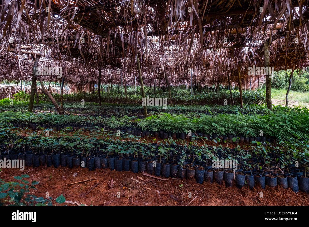 Reforestation program hi-res stock photography and images - Alamy