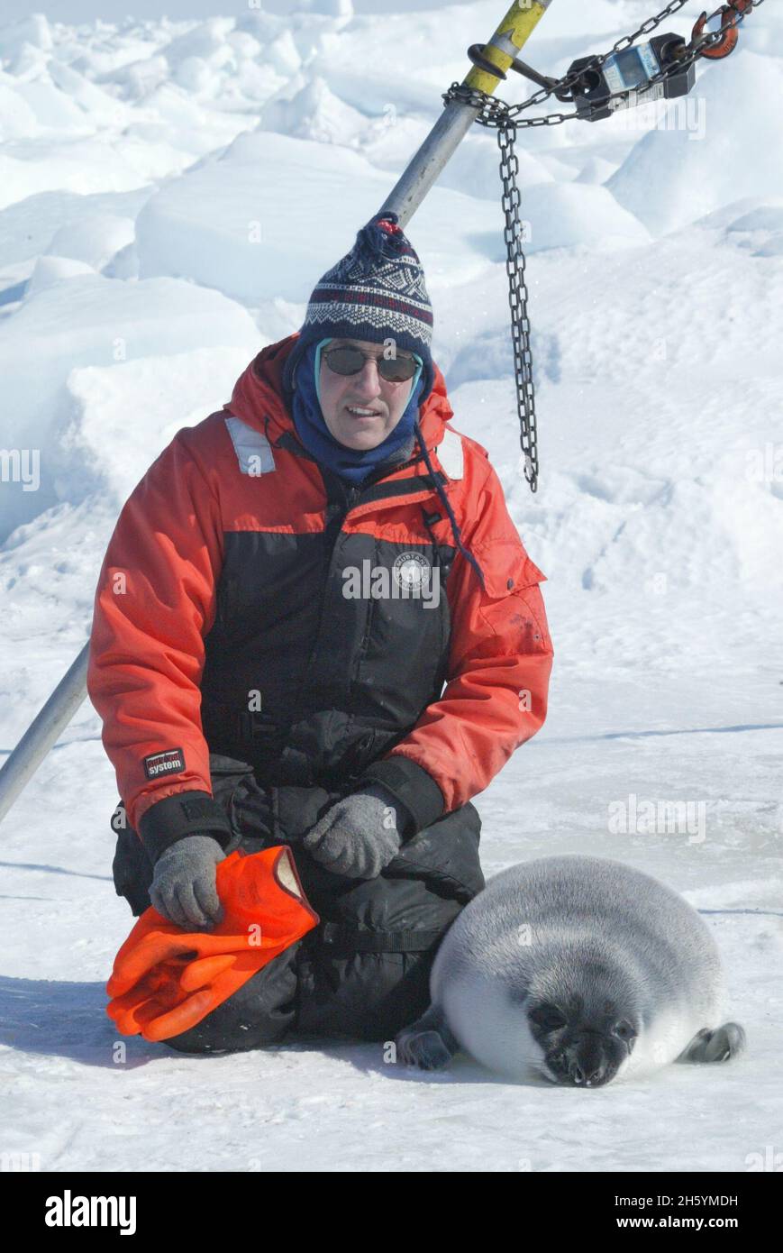 Hooded seal pup hi-res stock photography and images - Alamy