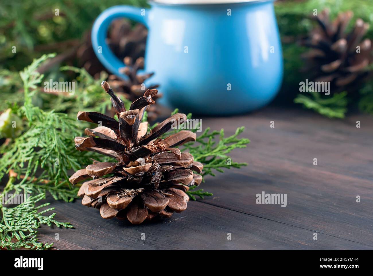 fir branches and bumps cones, blue cup for cocoa on the dark wooden ...