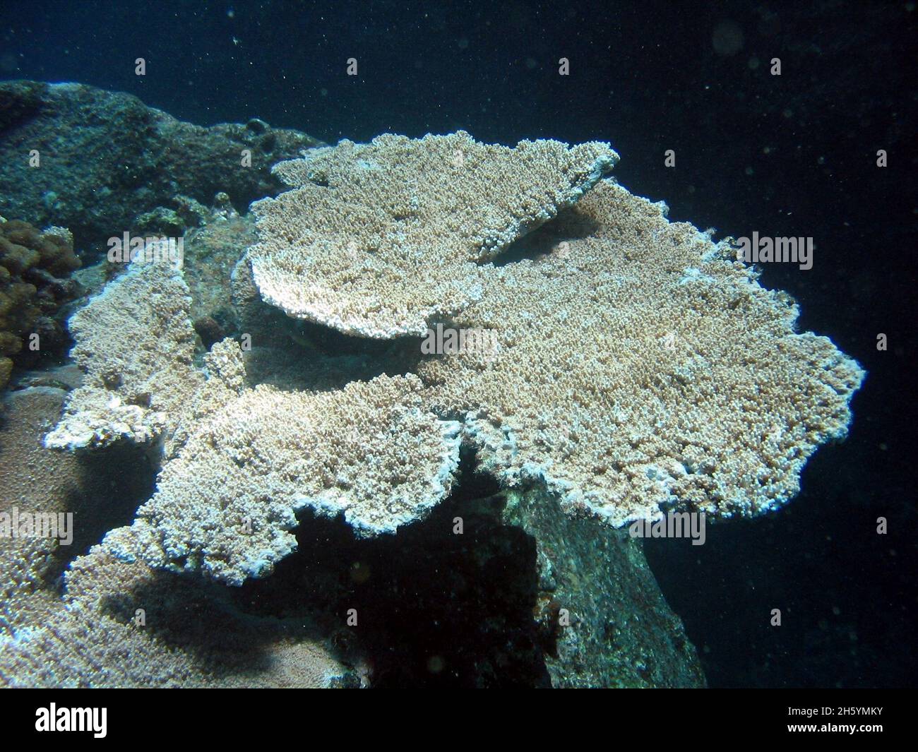Acropora table coral (Acropora cytherea Stock Photo - Alamy