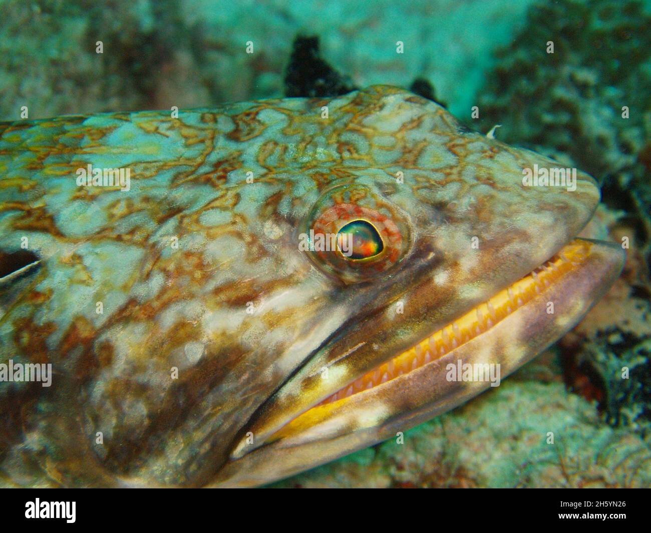 Sand diver (Synodus intermedius Stock Photo - Alamy
