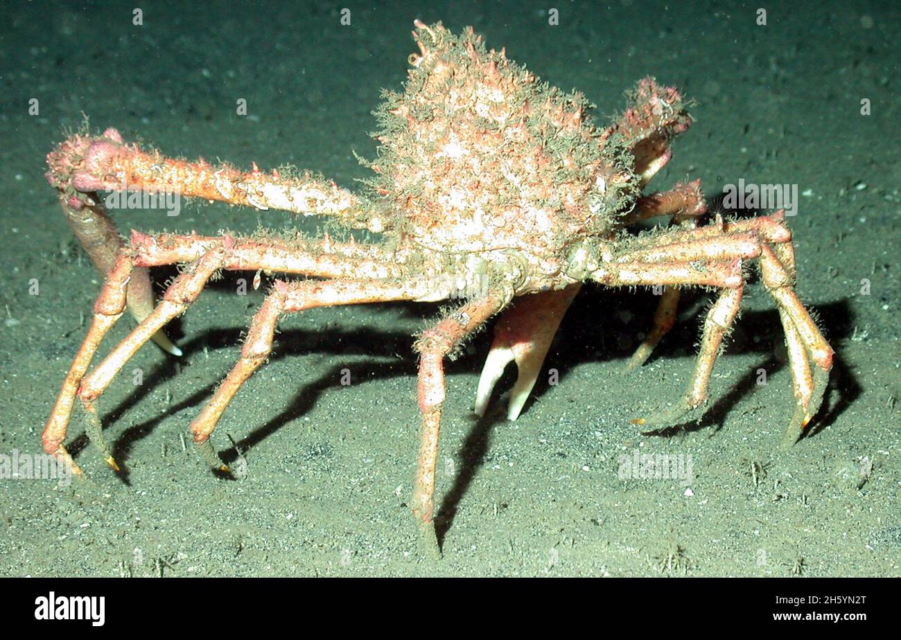 Spider crabs have arrived in Antarctic waters Stock Photo - Alamy