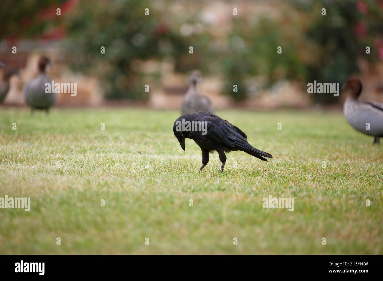 Adelaide crows hi-res stock photography and images - Alamy