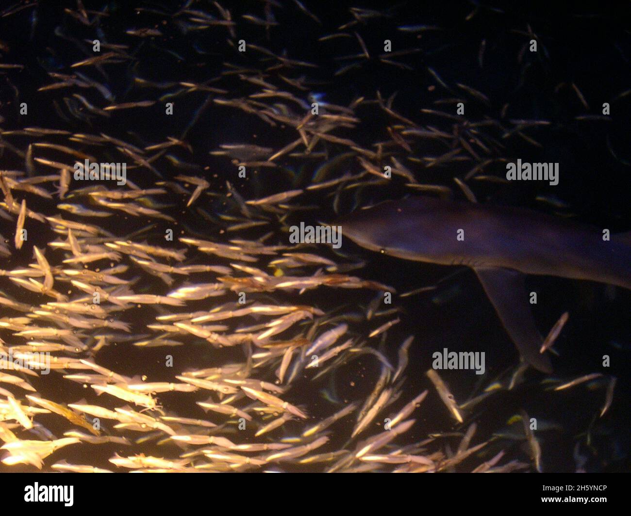 Blue Shark Eating Squid Blue Shark AIMM