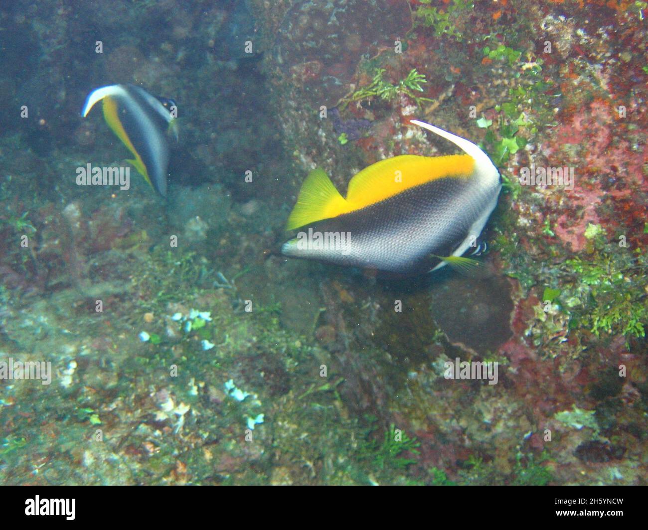 Masked bannerfish (Heniochus monoceros Stock Photo - Alamy