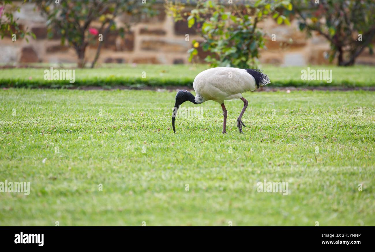 Ibis bird brisbane wildlife hi-res stock photography and images - Alamy