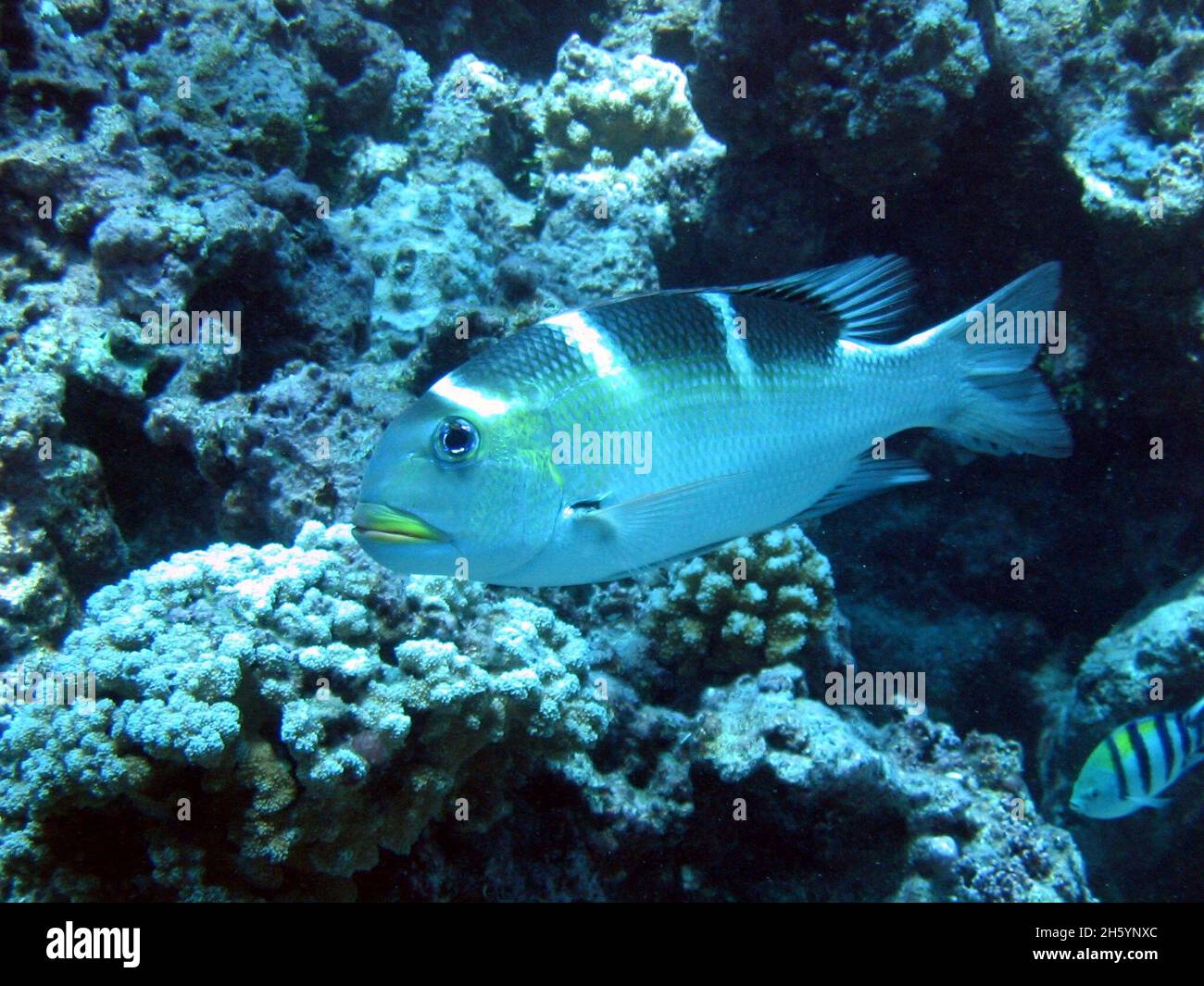 Bigeye emperor (Monotaxis grandoculis Stock Photo - Alamy